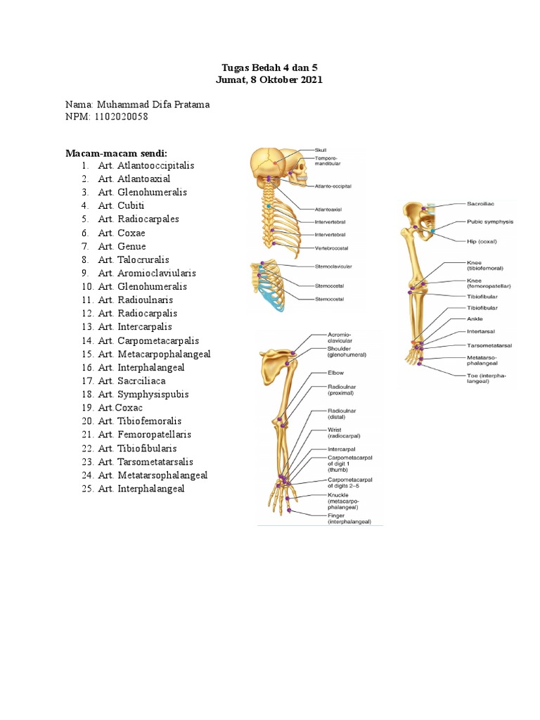 Macam-Macam Sendi dan Anatomi Paha | PDF
