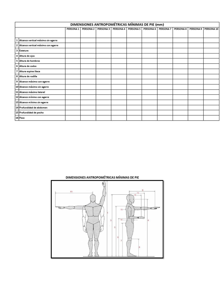 Medidas Antropométricas Esenciales | PDF