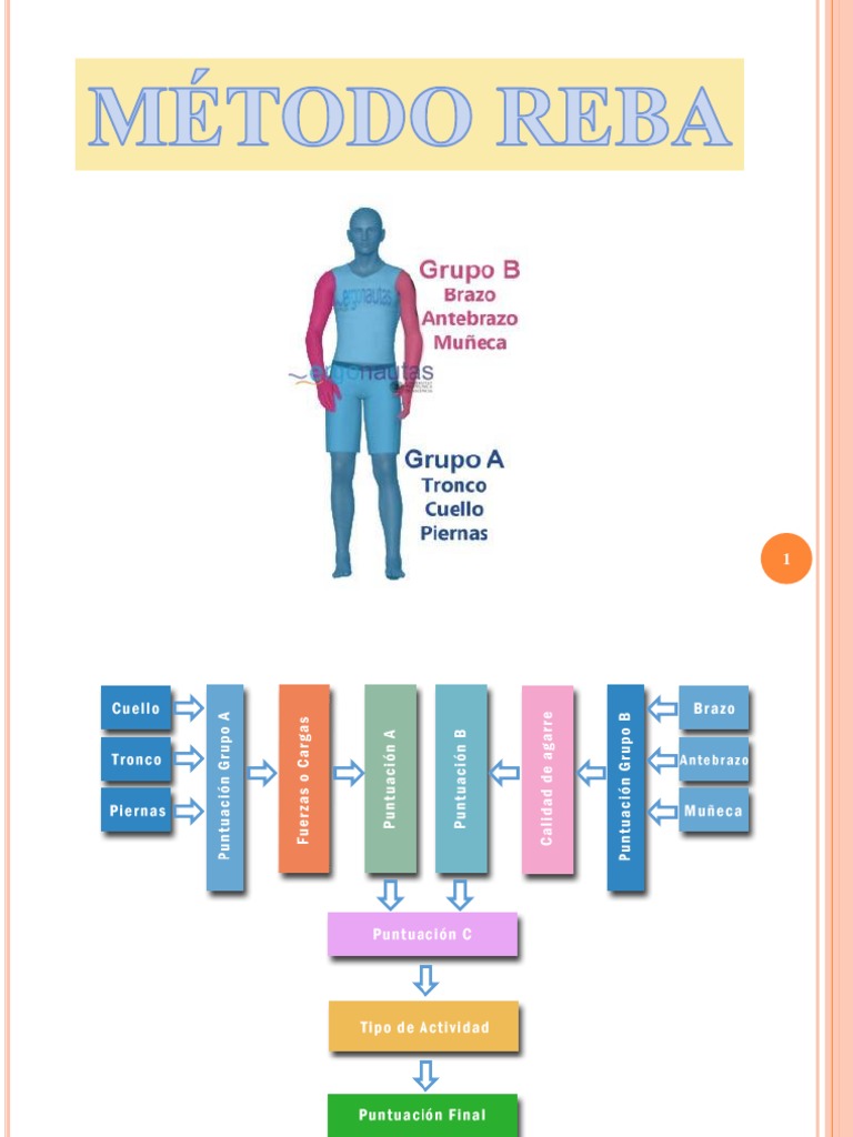 Evaluación del Método REBA en Posturas | PDF