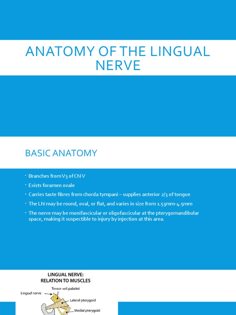 Anatomy and Safety of Lingual Nerve | PDF