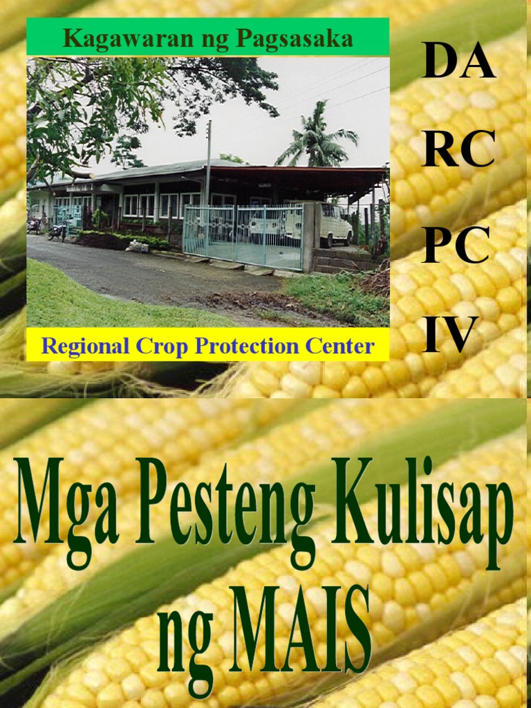 Mga Peste NG Maisssss | PDF