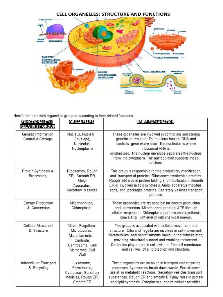 Cell Organelles - Structure and Function | PDF | Cell (Biology ...
