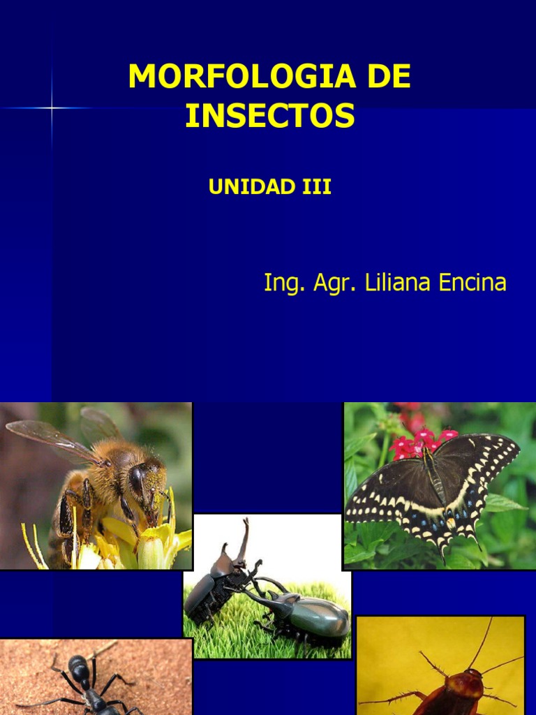 Morfologia, Fisiologia y Taxonomia de Insectos | PDF | Insectos | Mosca