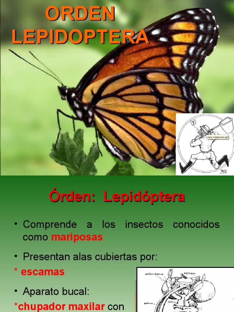 ORDEN LEPIDOPTERA | PDF