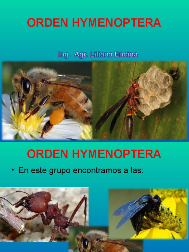 ORDEN HYMENOPTERA | PDF