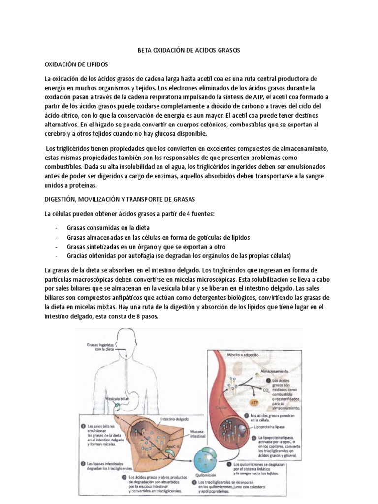 BETA OXIDACIÓN DE ACIDOS GRASOS | PDF BETA OXIDACIÓN DE ACIDOS GRASOS | PDF