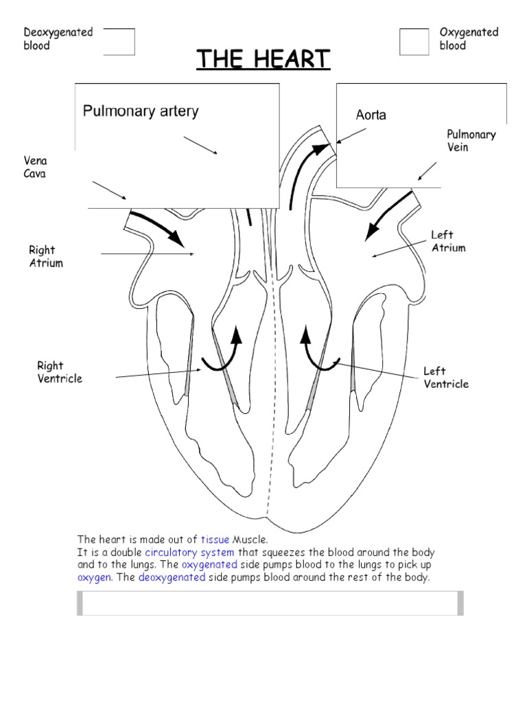 Heart Worksheet | PDF