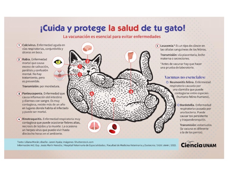 Cuida y Protege La Salud de Tu Gato | PDF