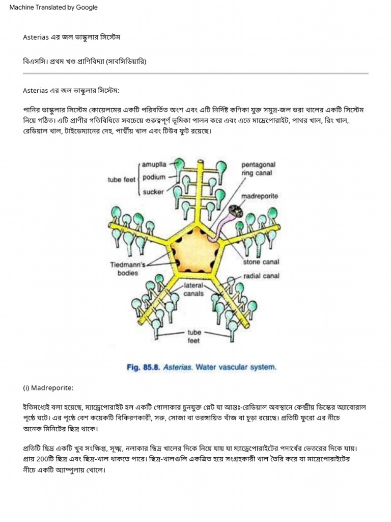 28 Water Vascular System of Asterias | PDF