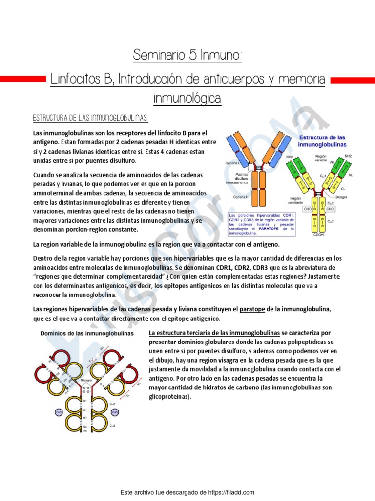 Seminario 5 Inmuno | PDF | Célula B | Linfocitos
