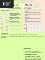 Dibujos y Explicación de Mitosis y Meiosis | PDF