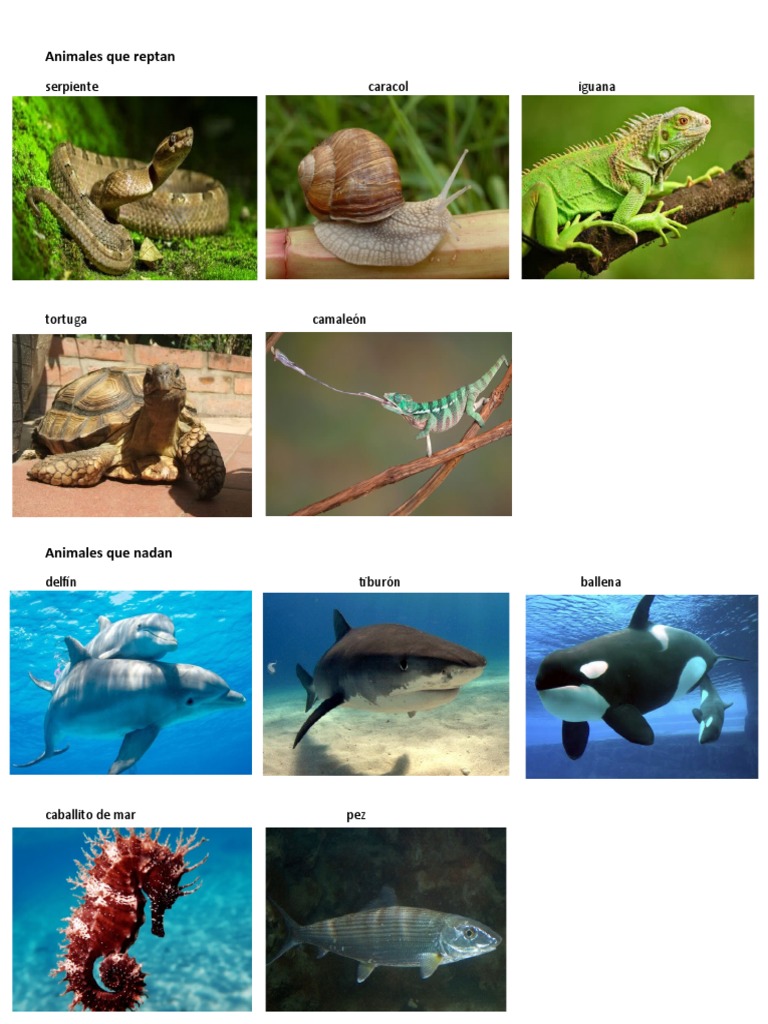 Animales Que Raptan | PDF