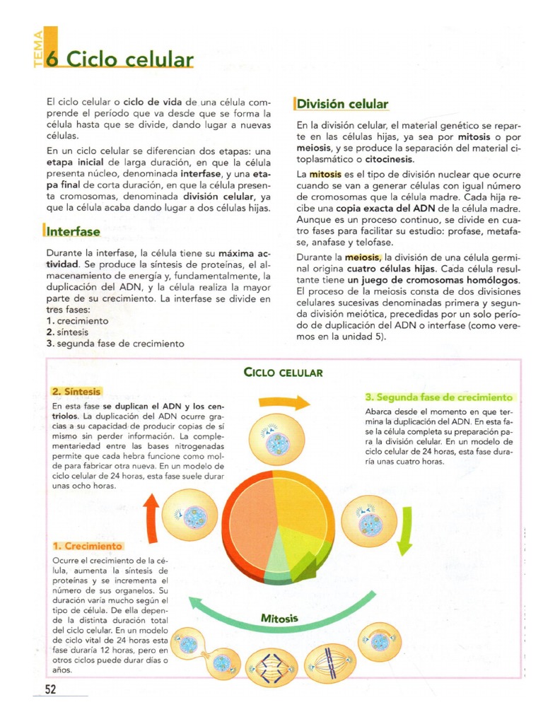 CICLO CELULAR - 2º | PDF