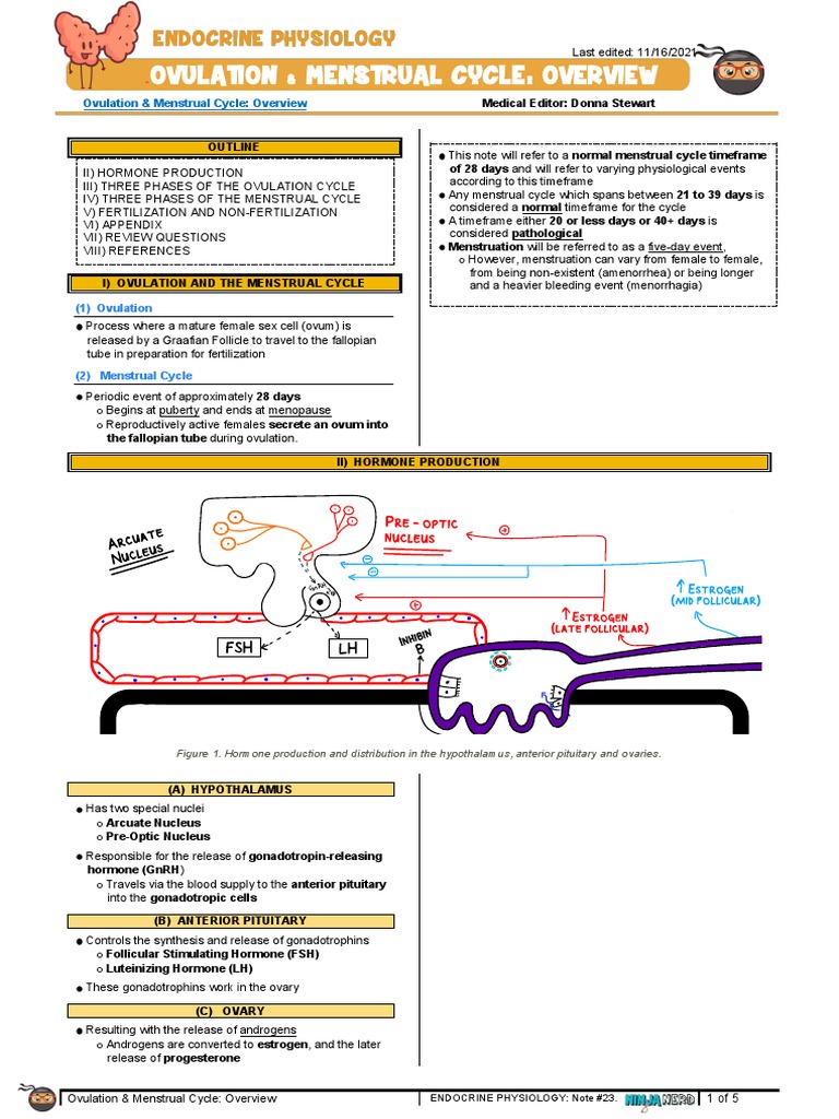 Ovulation & Menstrual Cycle Overview Atf | PDF | Menstrual Cycle ...