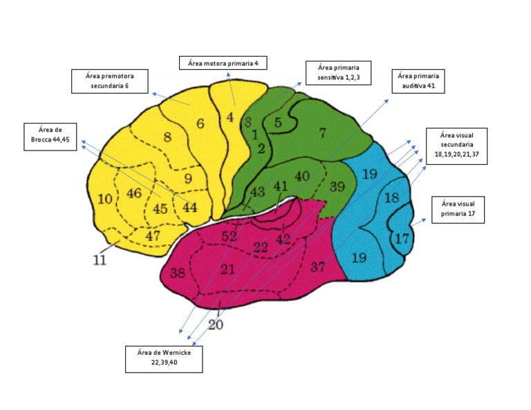 Mapa de Brodmann | PDF