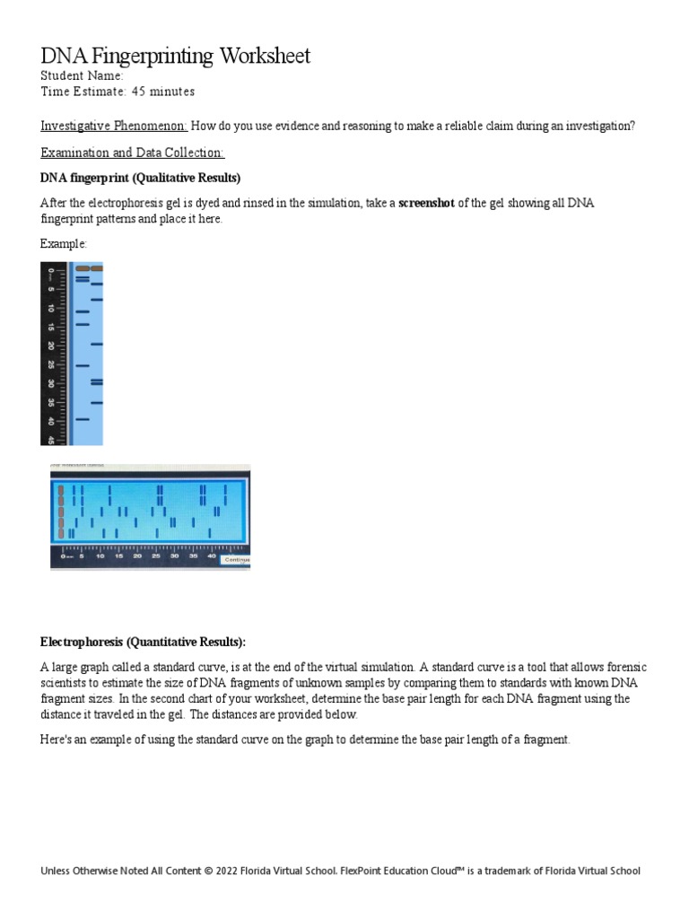 dna-fingerprinting-worksheet | PDF | Gel Electrophoresis | Dna Profiling