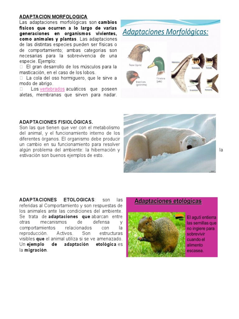Adaptacion Morfologica | PDF