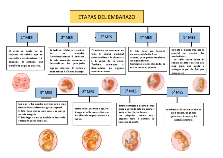 Etapas Del Embarazo | PDF