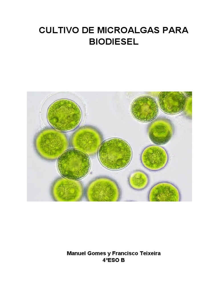 Cultivo de Microalgas para Biodiésel | PDF