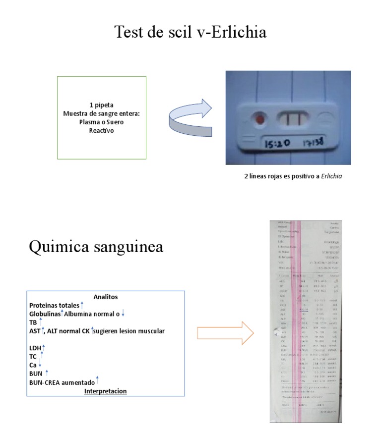 Test de Scil V-Erlichia y Quimica | PDF Test de Scil V-Erlichia y Quimica | PDF