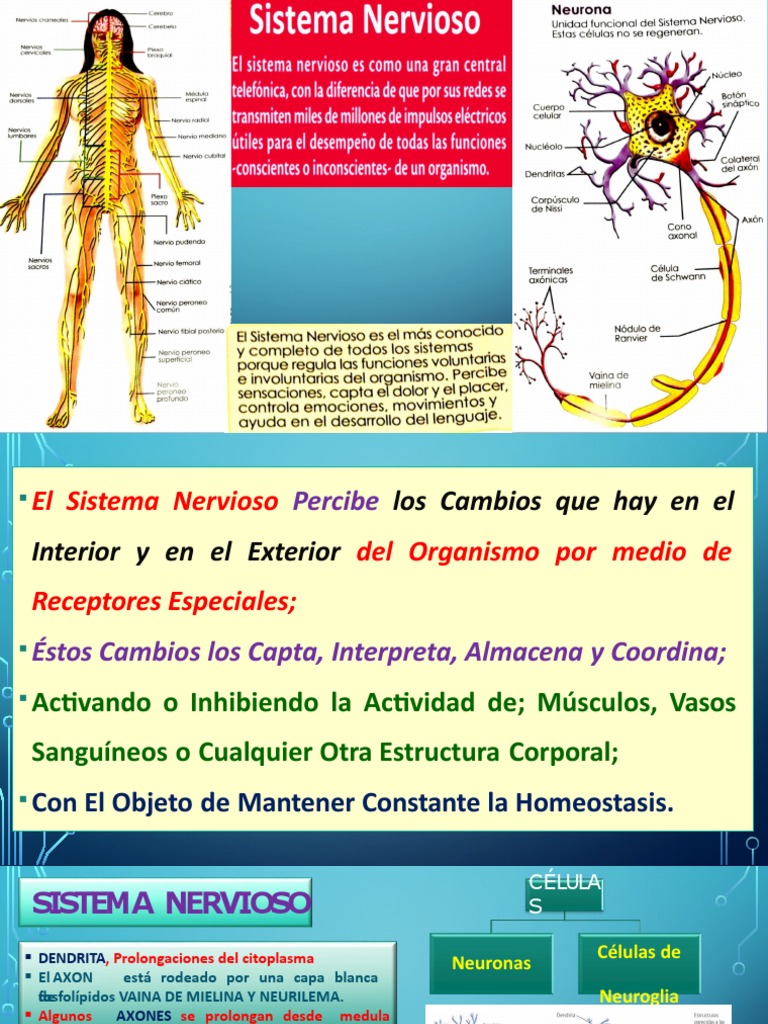 7 Sist Nerv Sentidos | PDF | Ojo humano | Sistema nervioso