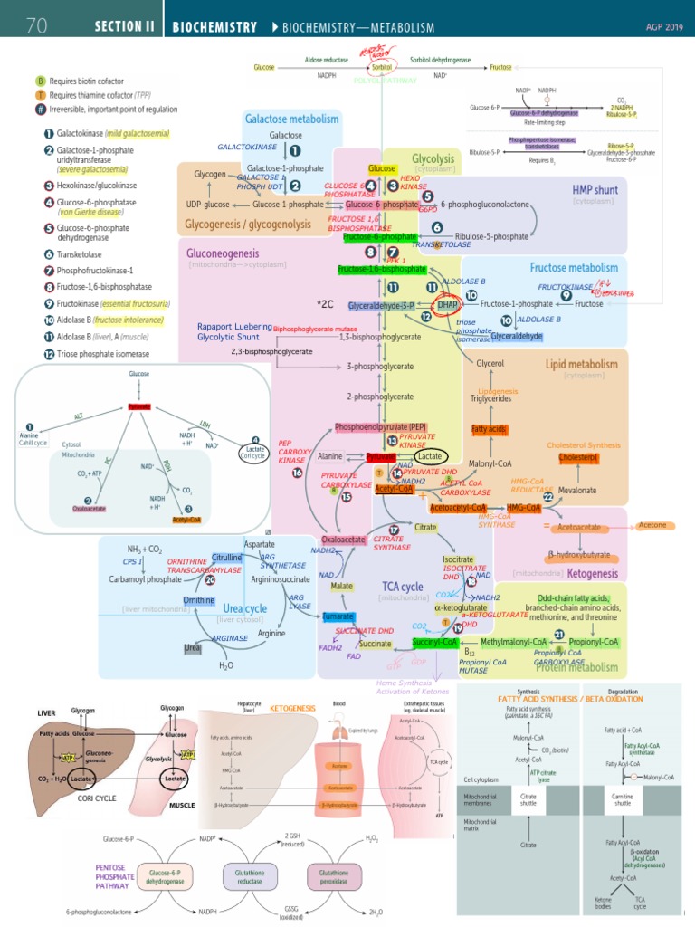 Metabolism Usmle Step 1 2017 | PDF