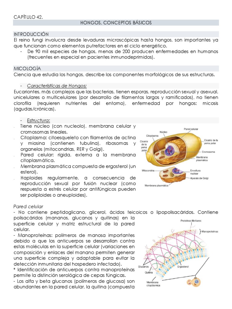 Capítulo 42. Conceptos Básicos Hongos | PDF | Hongo | Biología Celular)