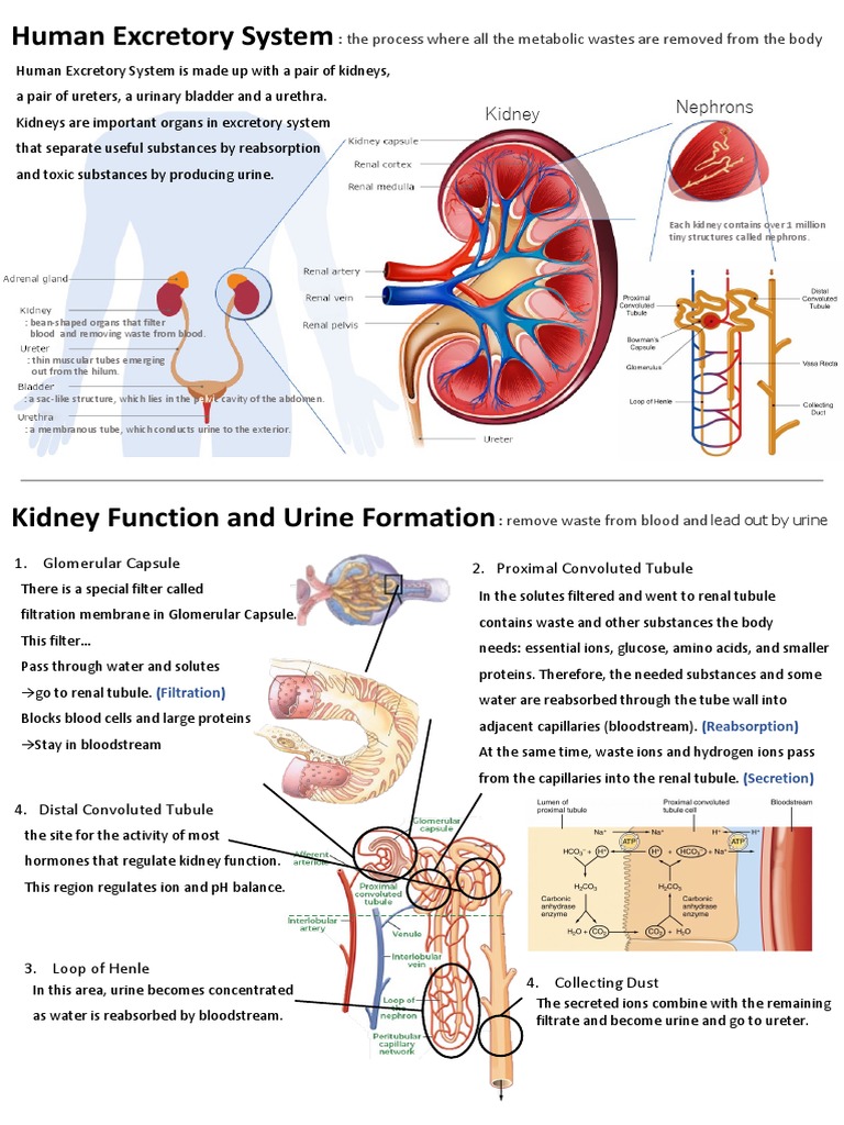 Understanding Kidney Function | PDF | Kidney | Anatomy