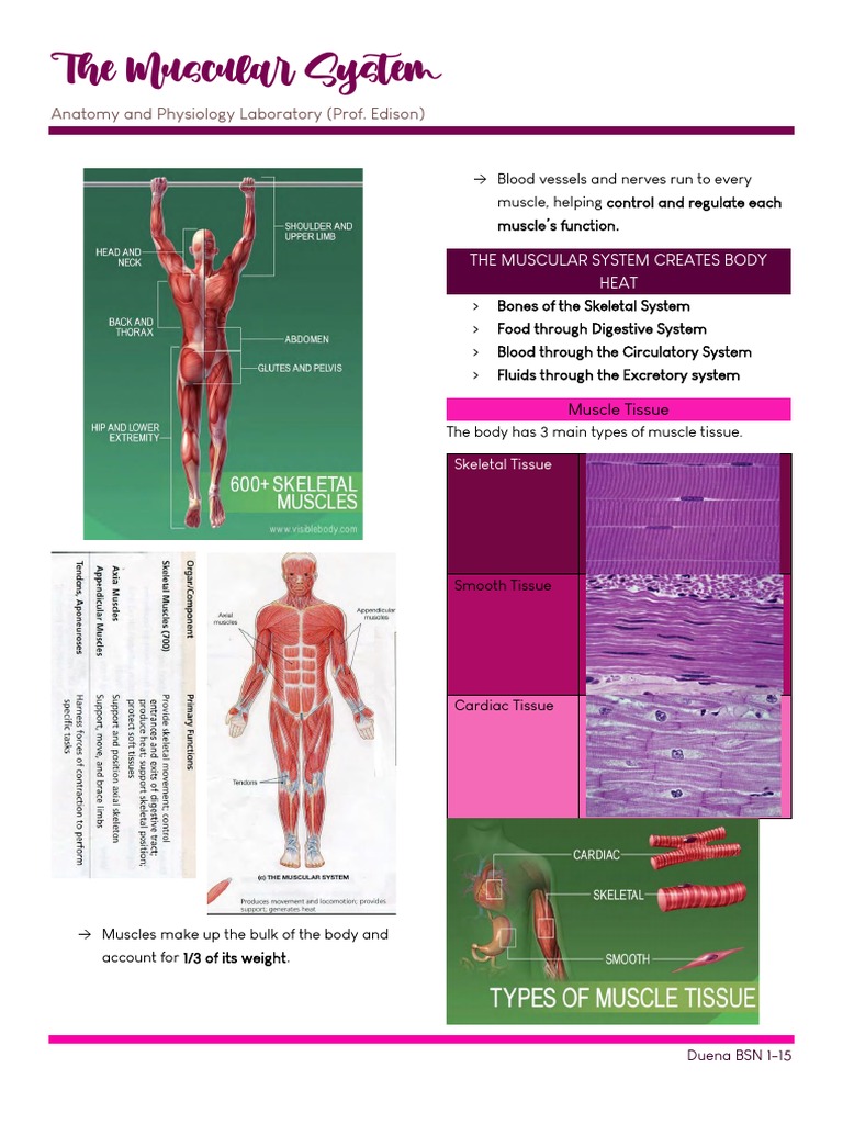 Muscular System | PDF | Skeletal Muscle | Motor Neuron