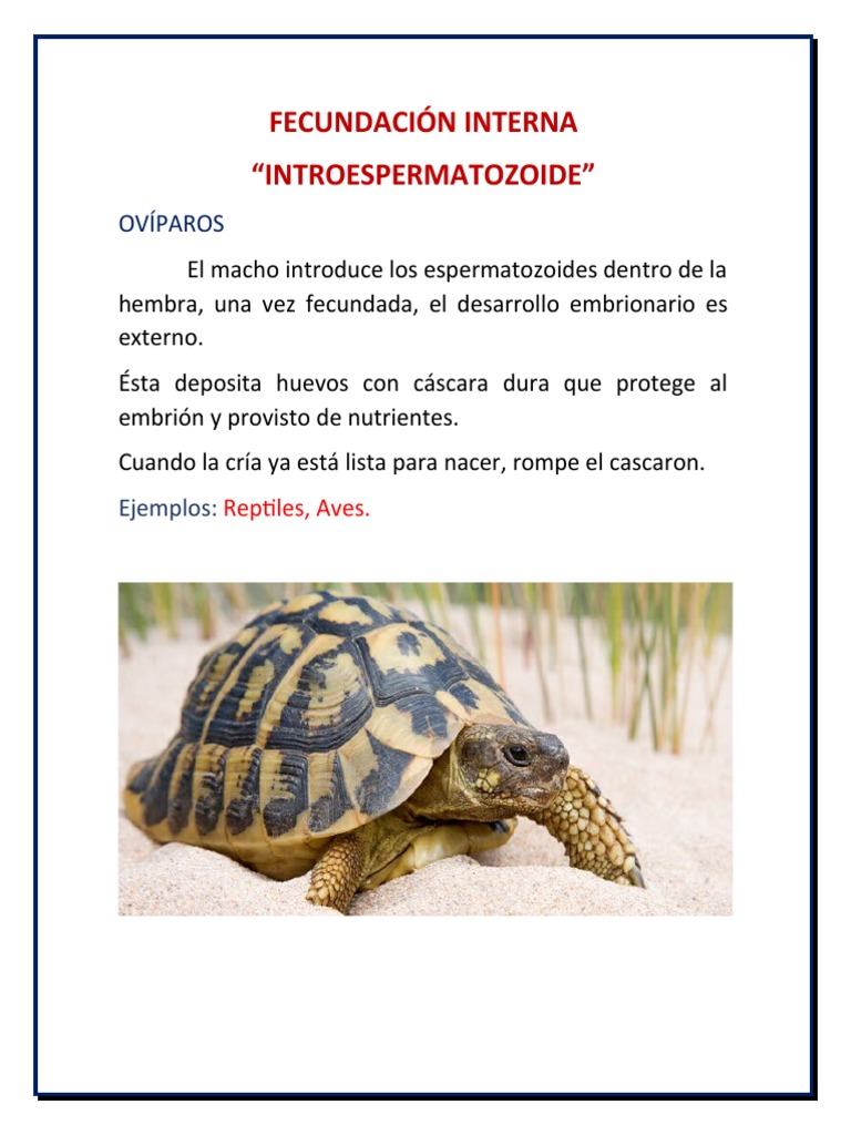 Fecundación Interna | PDF