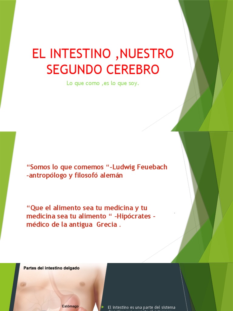 El Intestino, Segundo Cerebro | PDF