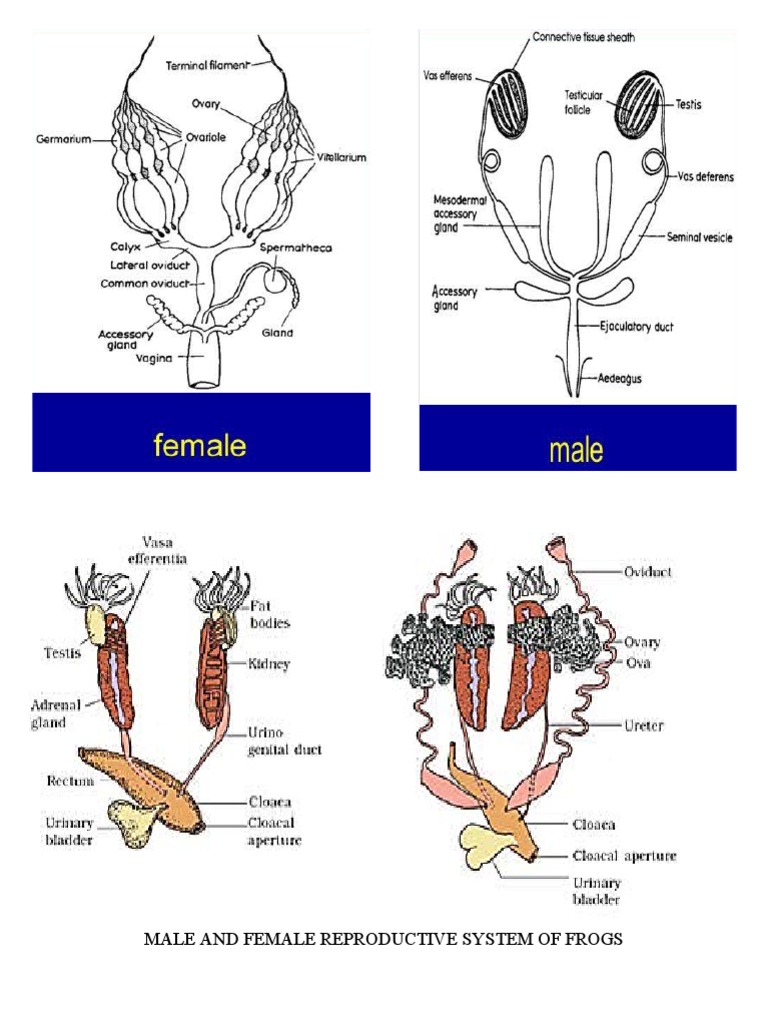 Male And Female Reproductive System Of Frogs Pdf