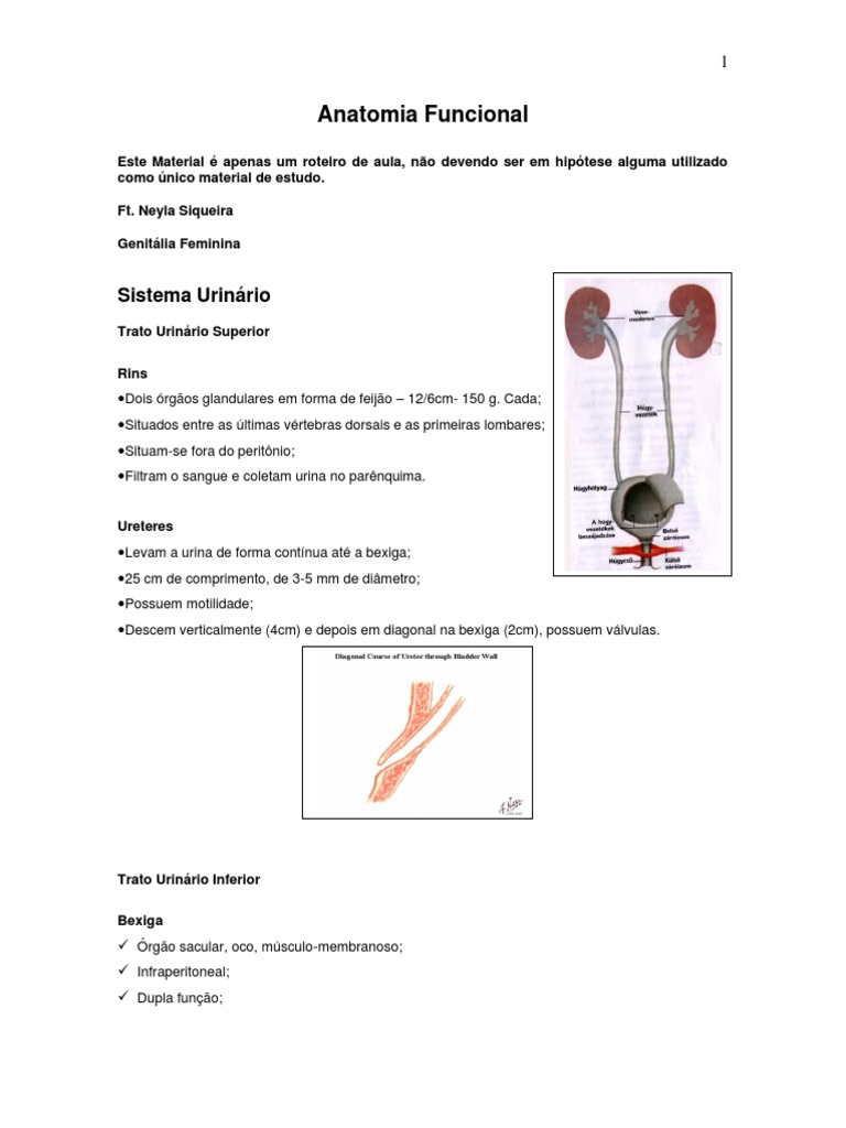Anatomia Funcional | PDF