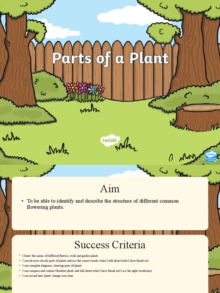 Parts of A Plant PowerPoint | PDF | Plants | Leaf