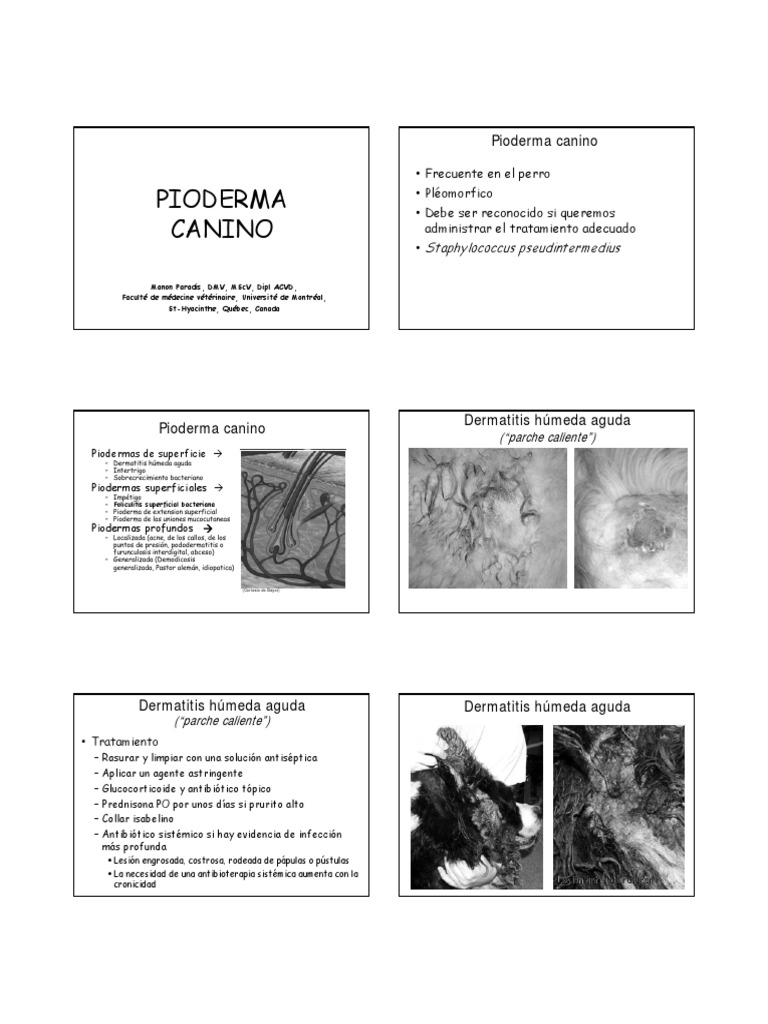 Piderma Canino BA 2012 | PDF | Medicina | Especialidades Medicas