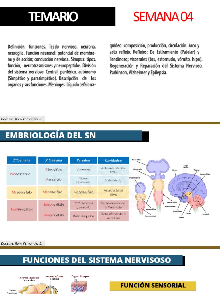 Semana 04 | PDF | Neurona | Sistema nervioso