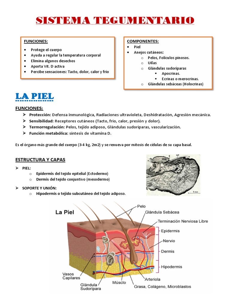 Sistema Tegumentario | PDF | Piel | Sistema tegumentario