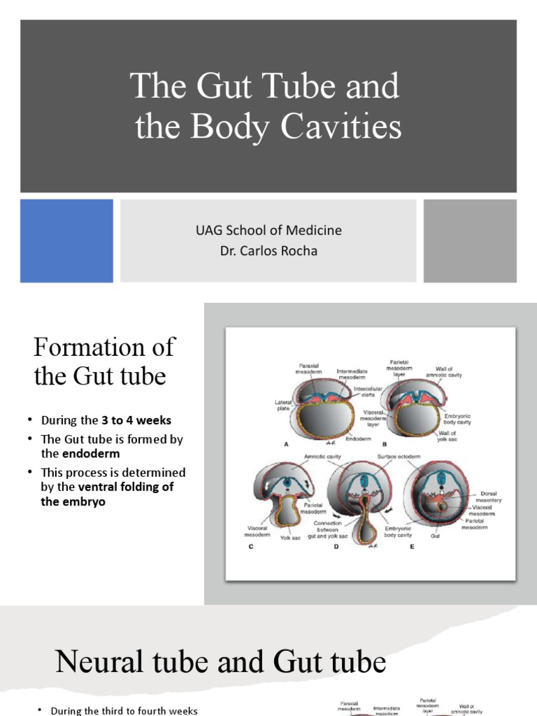 The Gut Tube and Body Cavities | PDF