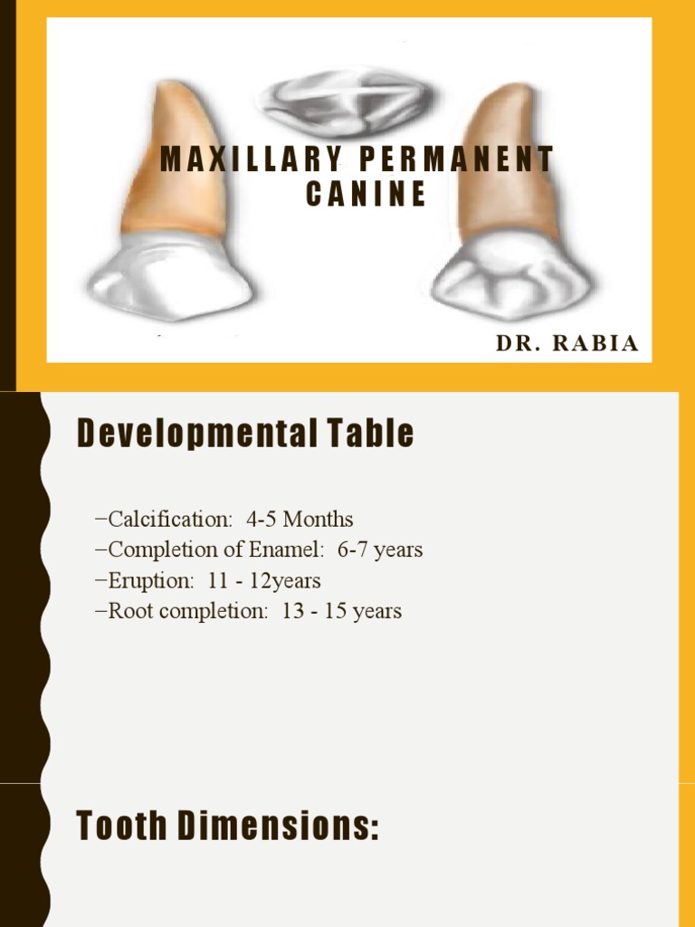 Maxillary Permanent Canine Overview | PDF | Foreign Language Studies ...