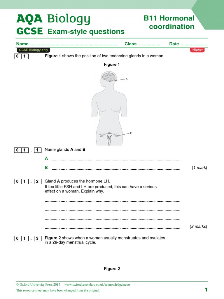B11 Hormonal Coordination Exam-Style Questions | PDF | Menstrual Cycle | Medical Specialties