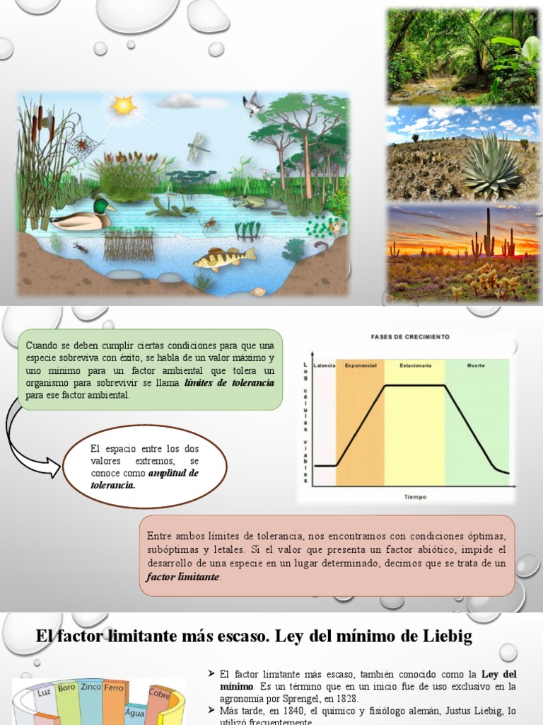4-Factor Limitante | PDF | Ecosistema | Ecología