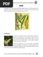 Partes de la planta de maíz | PDF | Maíz | Tallo de la planta