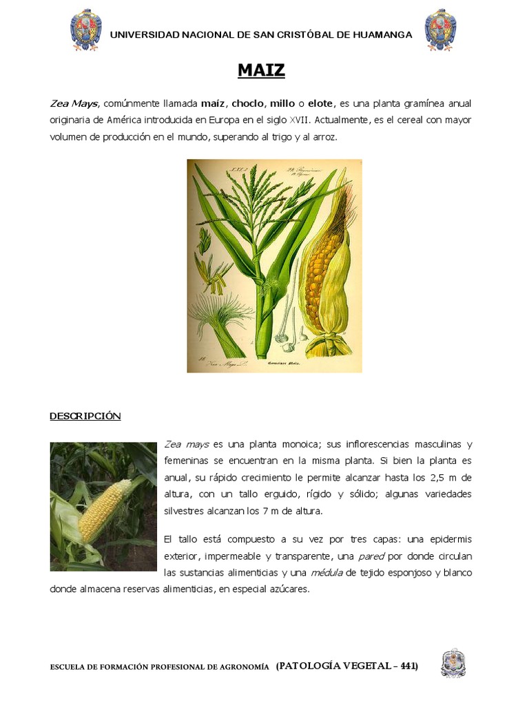 MAIZ Yenhz (Trabajo) en PDF | PDF | Maíz