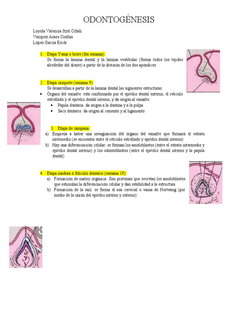 ODONTOGÉNESIS | PDF