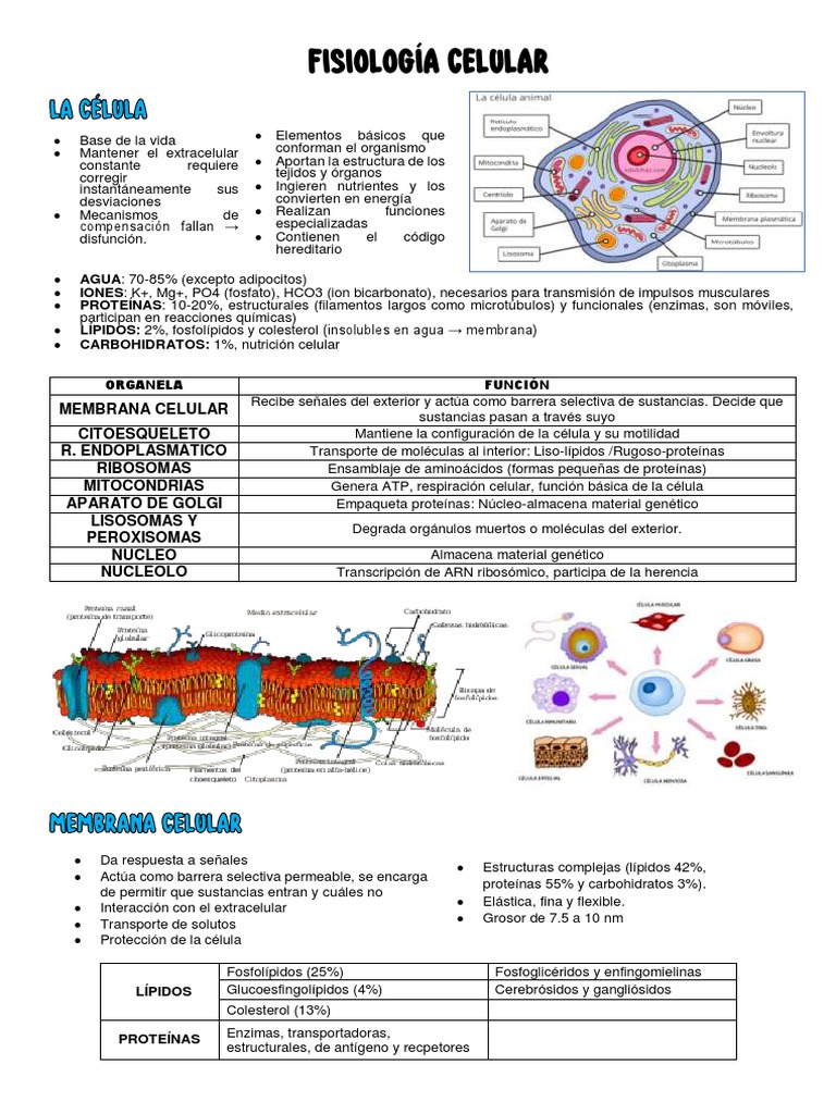 Fisiología Celular | PDF