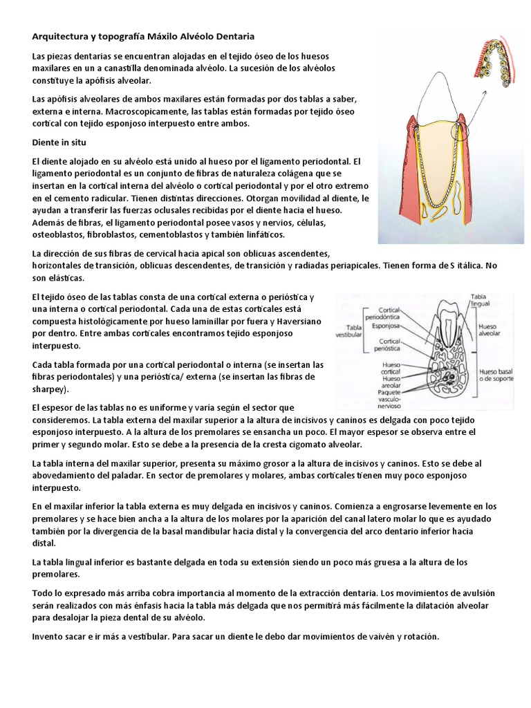 Arquitectura y Topografía Máxilo Alvéolo Dentaria | PDF