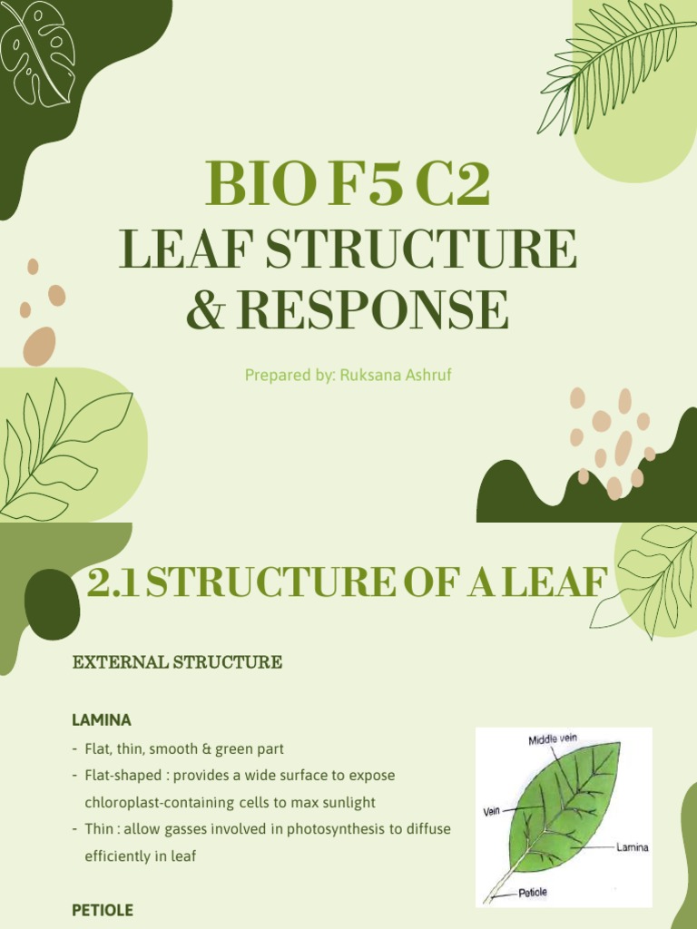 Leaf Structure & Function Guide | PDF | Science & Mathematics