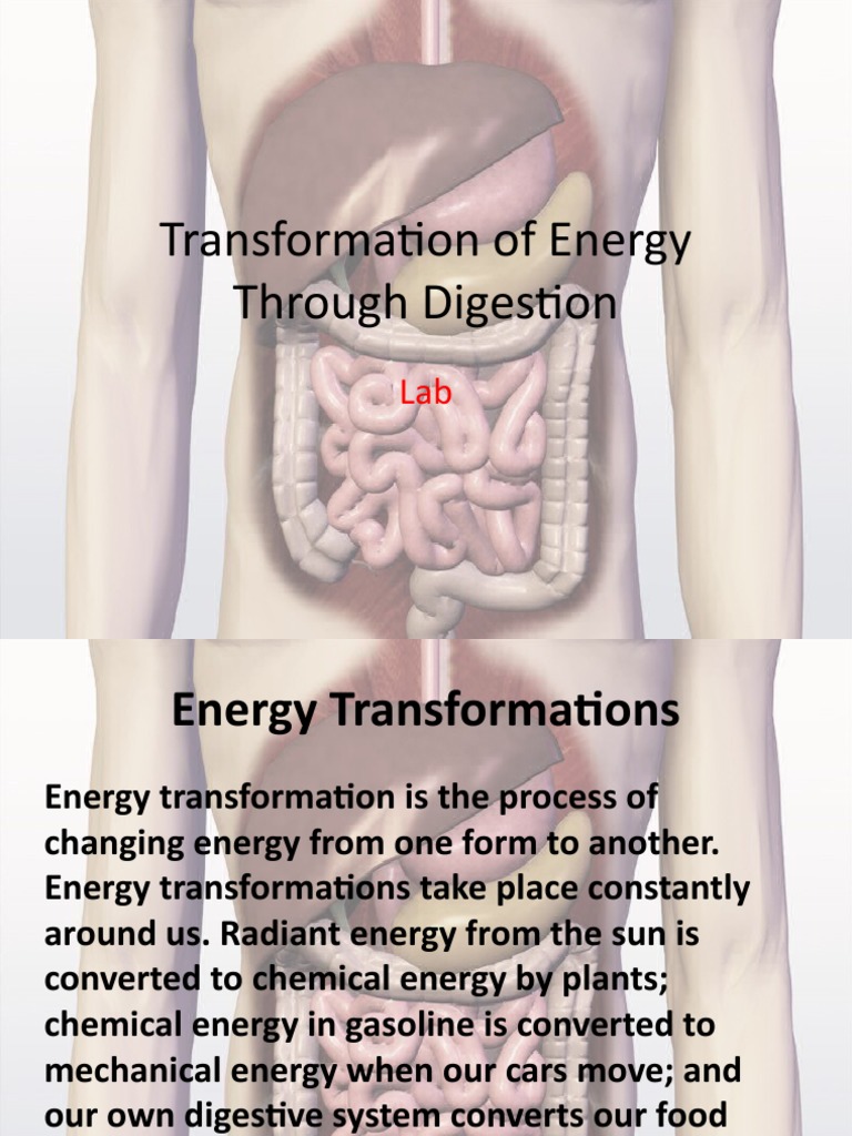 Transformation of Energy Through Digestion | PDF | Temperature | Digestion