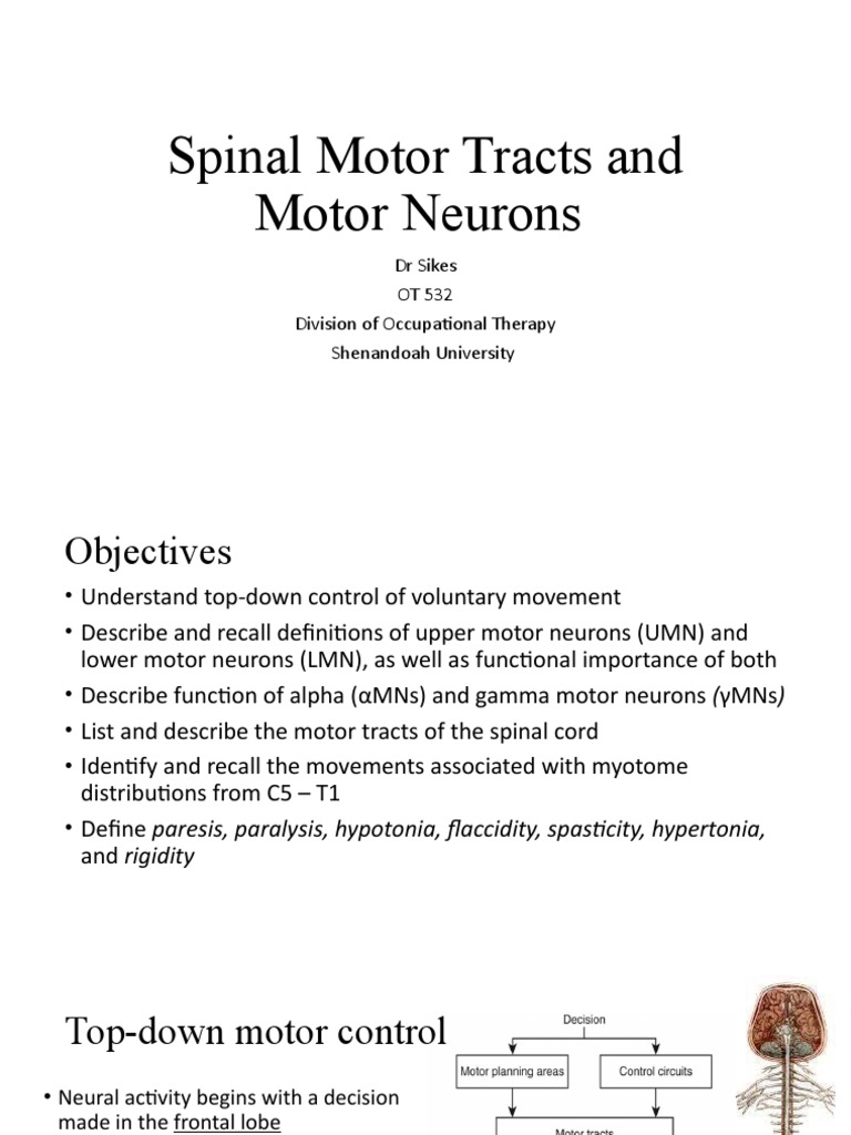 MNs and MTs | PDF | Motor Neuron | Spinal Cord