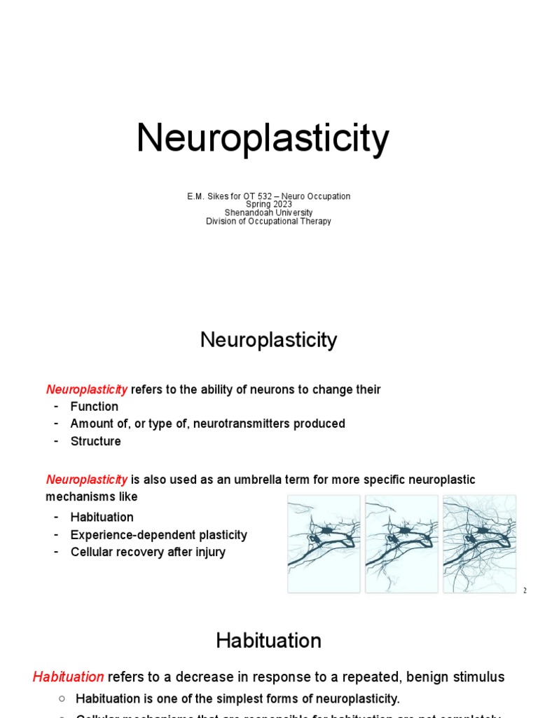Neuroplasticity | PDF